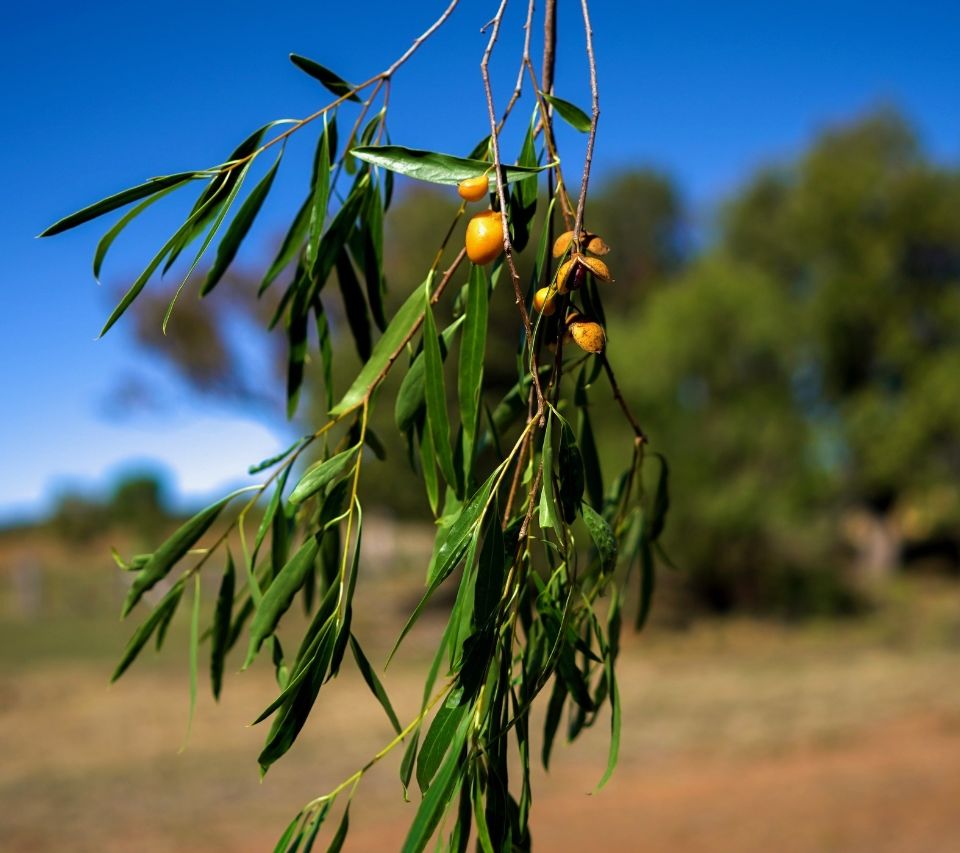 Gumbi Gumbi | Our Farm