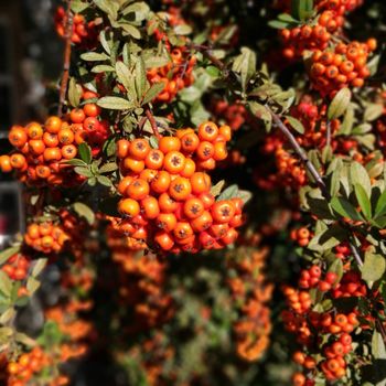 5 Bush Foods You Should Consider Including in Your Diet